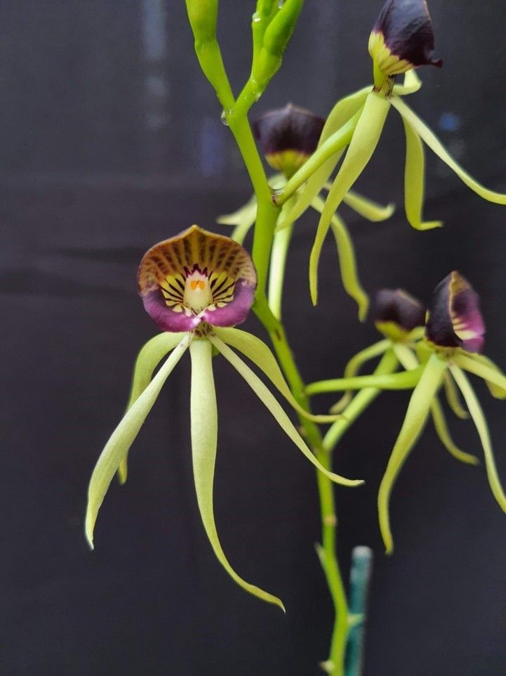 Prosthechea cochleata - tropicalorchidsportugal.com