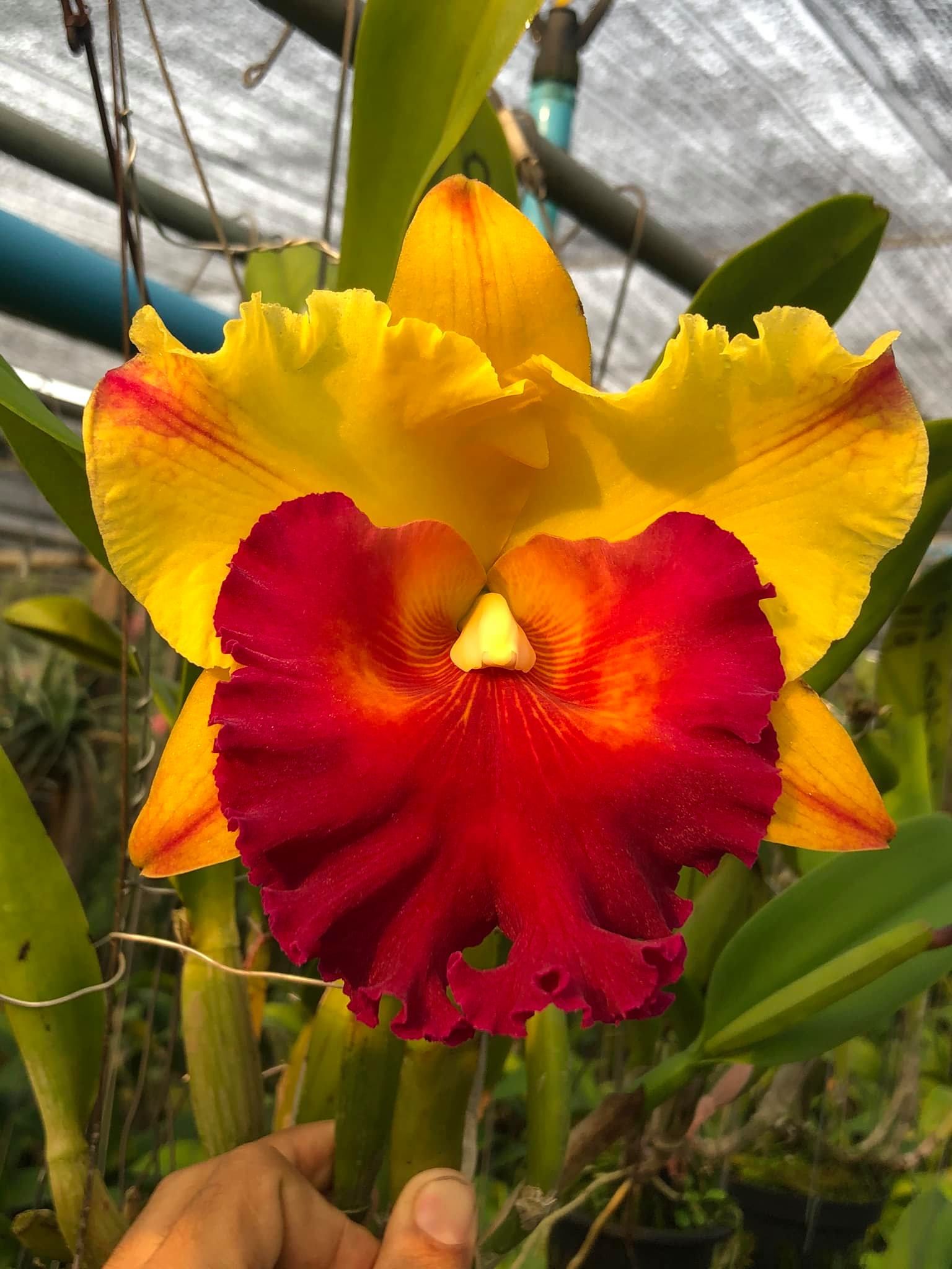 Rhyncholaeliocattleya Siam Delight - tropicalorchidsportugal.com