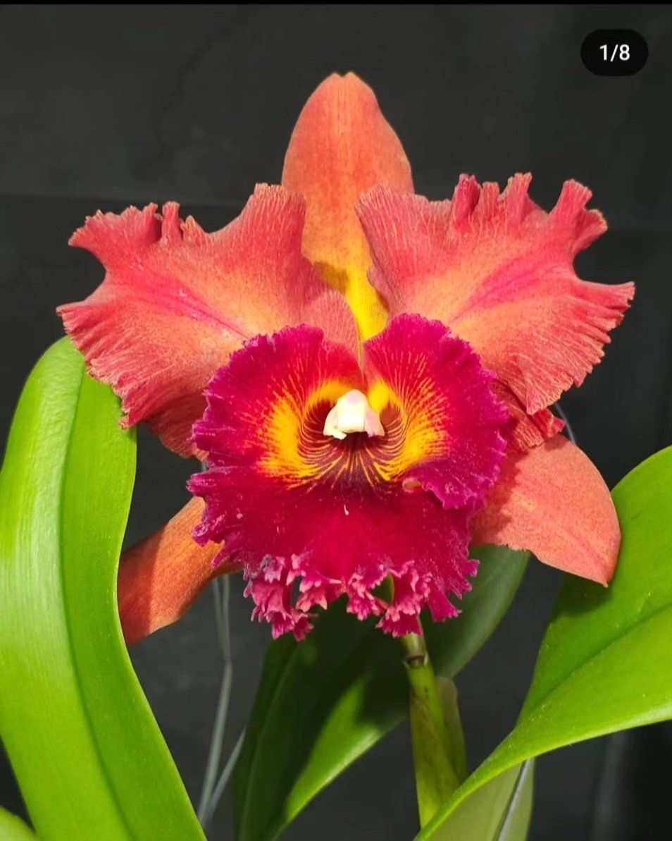 Blc. Haadyai delight x Oconee - Tropical Orchids Portugal