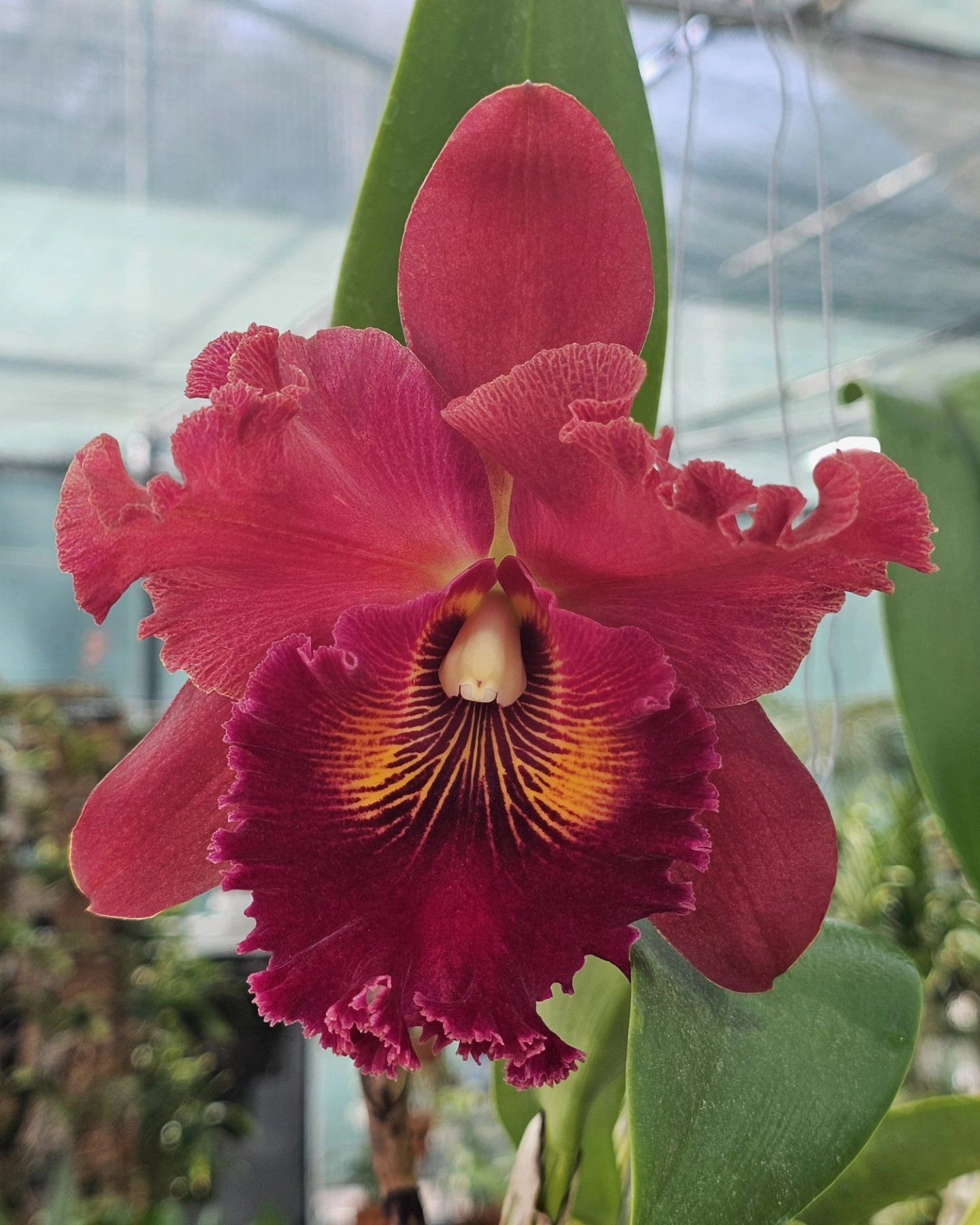 Blc. Haadyai delight x Oconee - Tropical Orchids Portugal