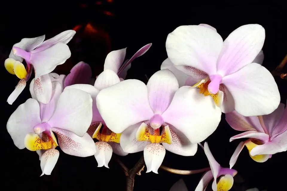 Phalaenopsis Wiganiae - Tropical Orchids Portugal