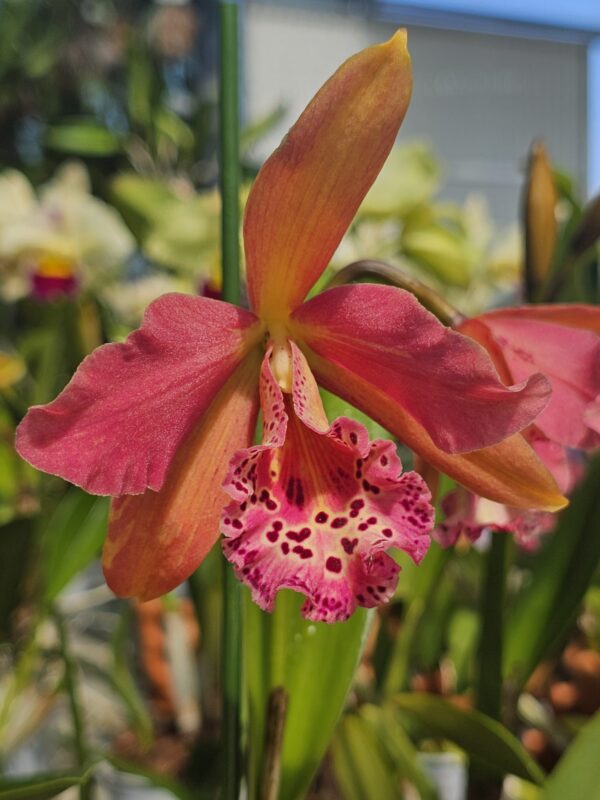 Brassocattleya Rustic Spots - Tropical Orchids Portugal